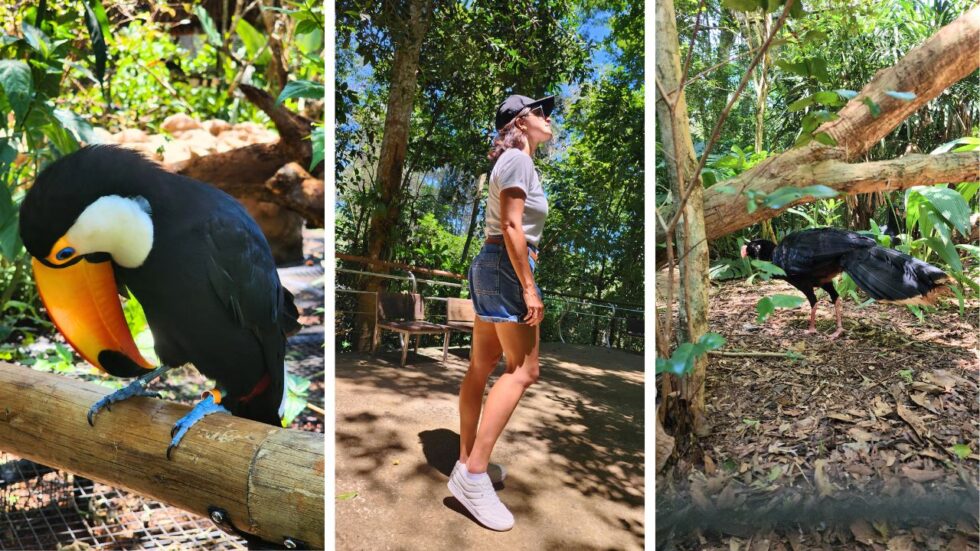 Parque das Aves: Como Funciona e Vale a Pena?